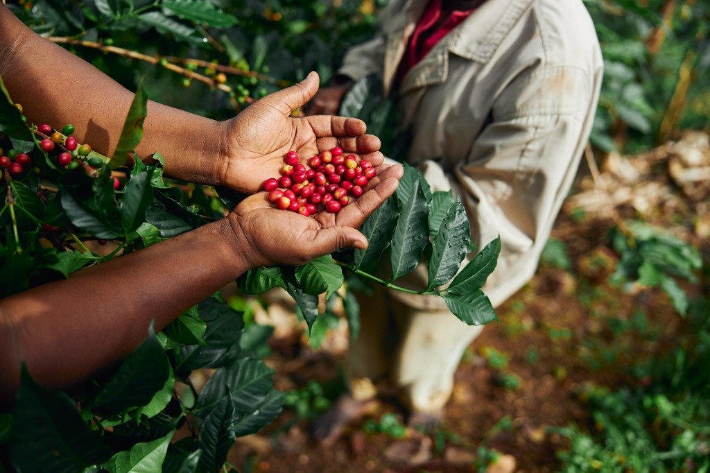 Java Roastery Coffee Roasting Subscription best birmingham latteart – Java Roastery HQ