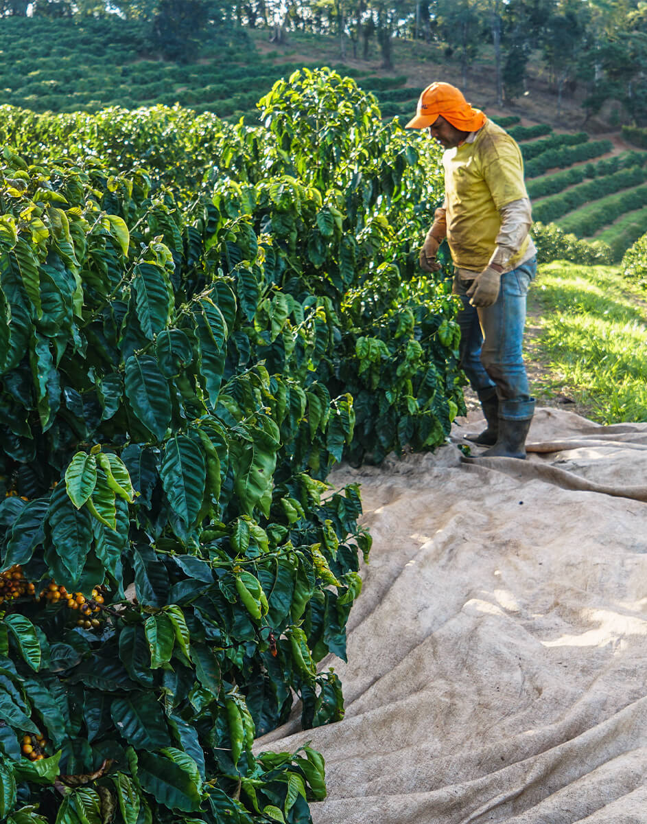 Java Roastery Coffee Roasting Subscription best birmingham latteart – Java Roastery HQ