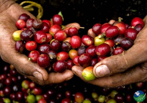 Java Roastery Coffee Roasting Subscription best birmingham latteart – Java Roastery HQ